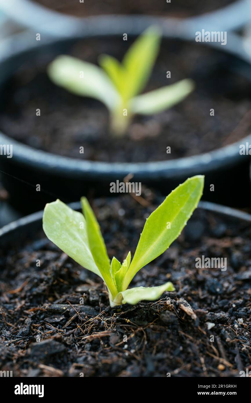 Safflower (Carthamus tinctorius) seedlings Stock Photo - Alamy