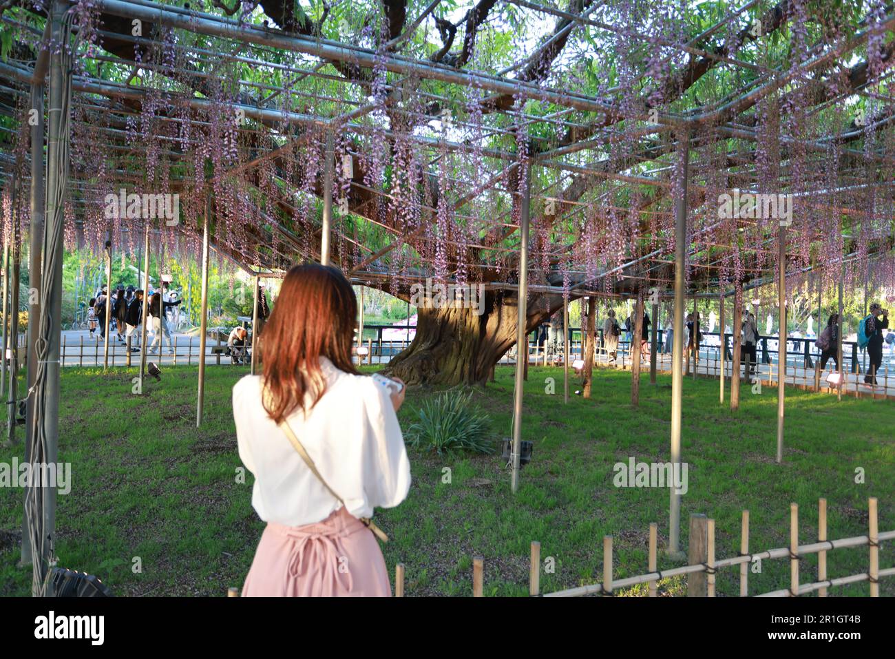hangning wisterias in spring season in Japan Stock Photo - Alamy