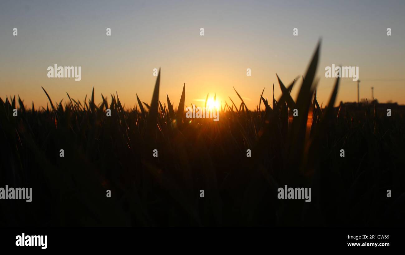 Beautiful crop hi-res stock photography and images - Alamy