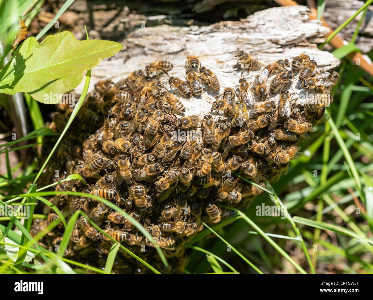 Group of European honey bees around a hive Stock Photo - Alamy Group of European honey bees around a hive Stock Photo - Alamy