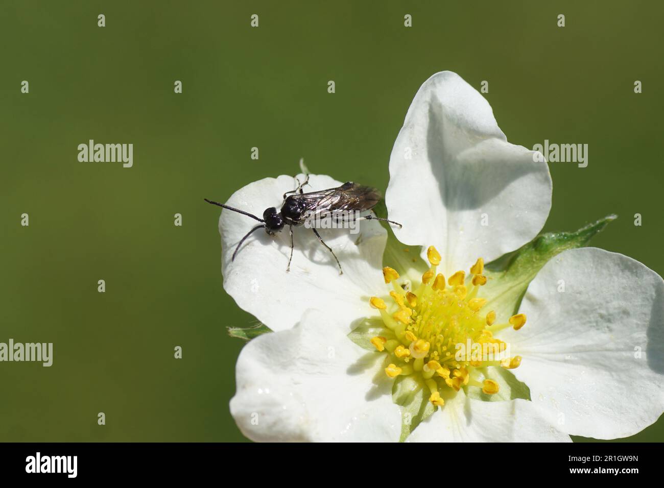 Alboannulata hi-res stock photography and images - Alamy