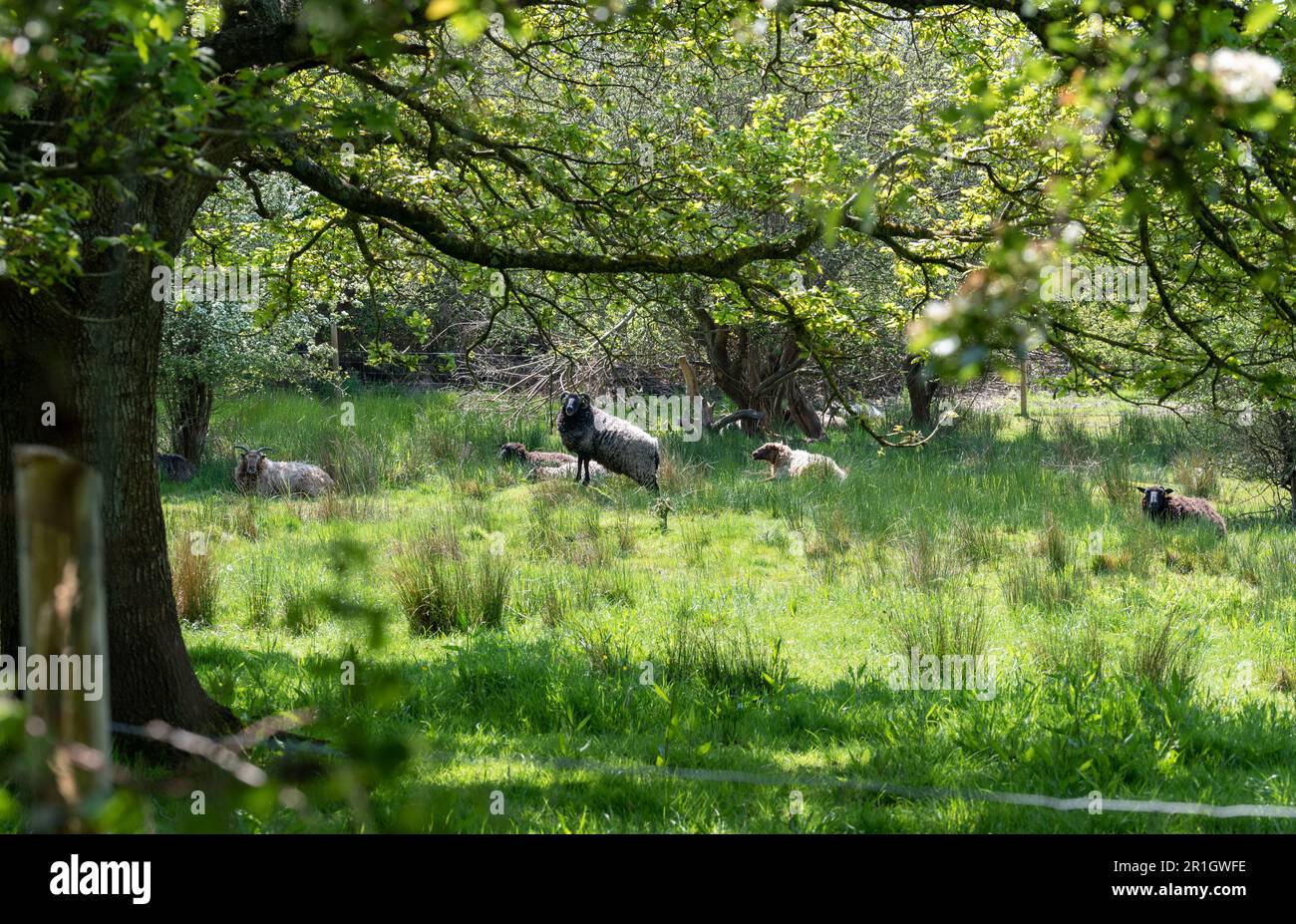 Ram laying in grass hi-res stock photography and images - Alamy