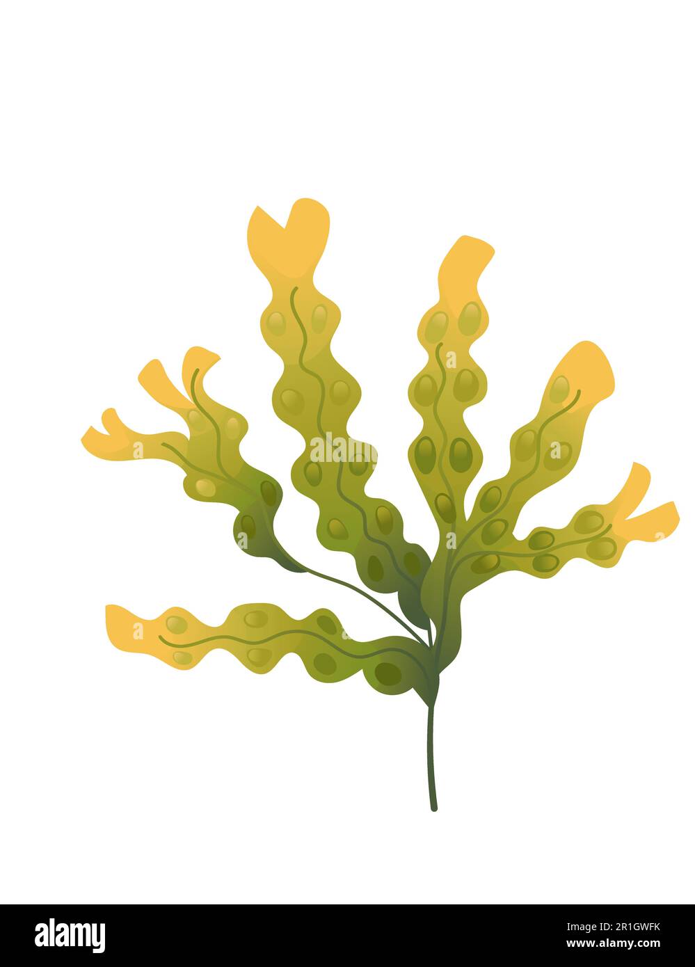 Green color underwater seaweed vector illustration isolated on white ...