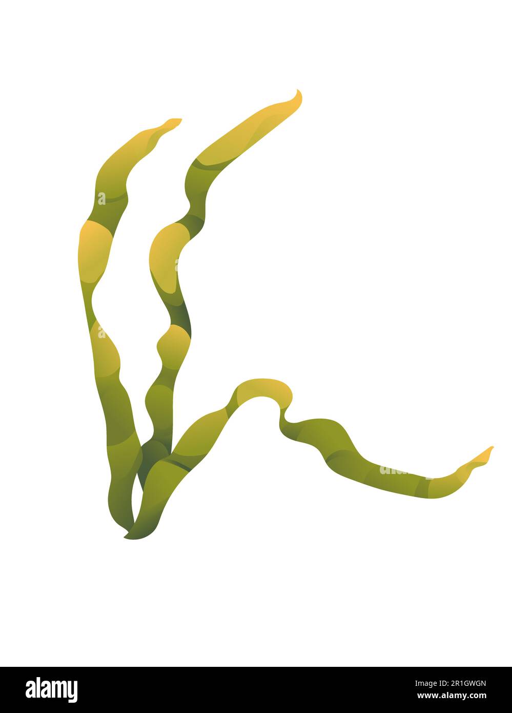 Green color underwater seaweed vector illustration isolated on white ...