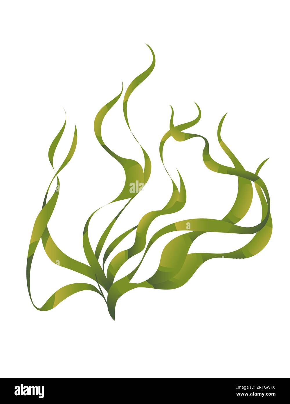 Green color underwater seaweed vector illustration isolated on white ...