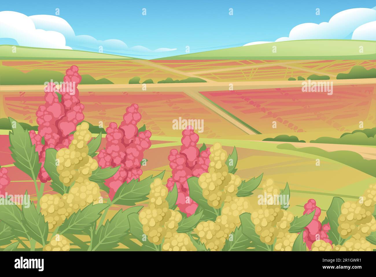 Rural landscape with quinoa flowering plant field cereal crops vector ...