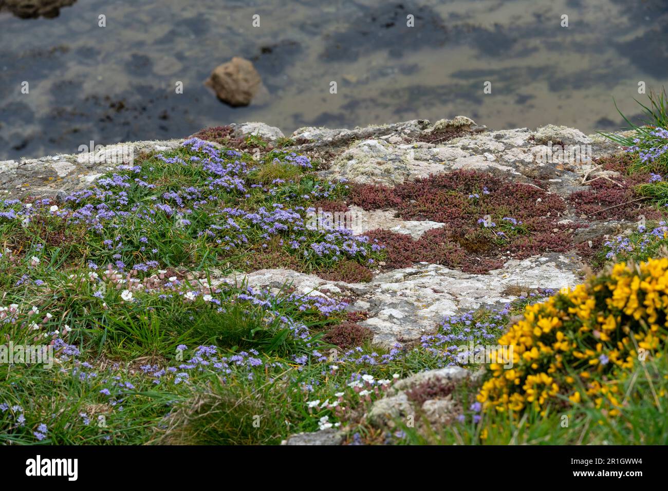 Tiny blue Spring Squill growing on cliffs on the coast of Anglesey ...