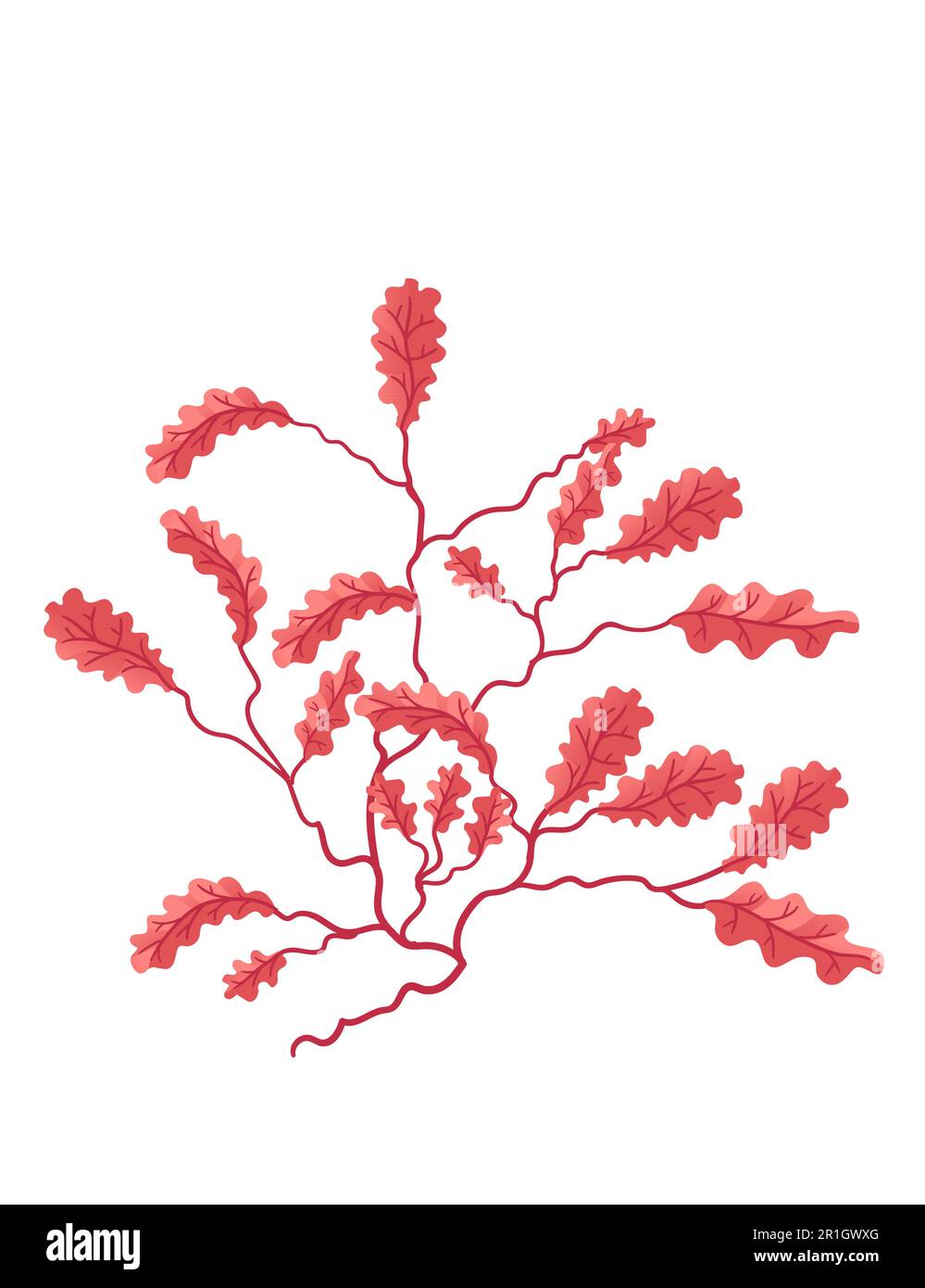 Red color underwater seaweed vector illustration isolated on white ...
