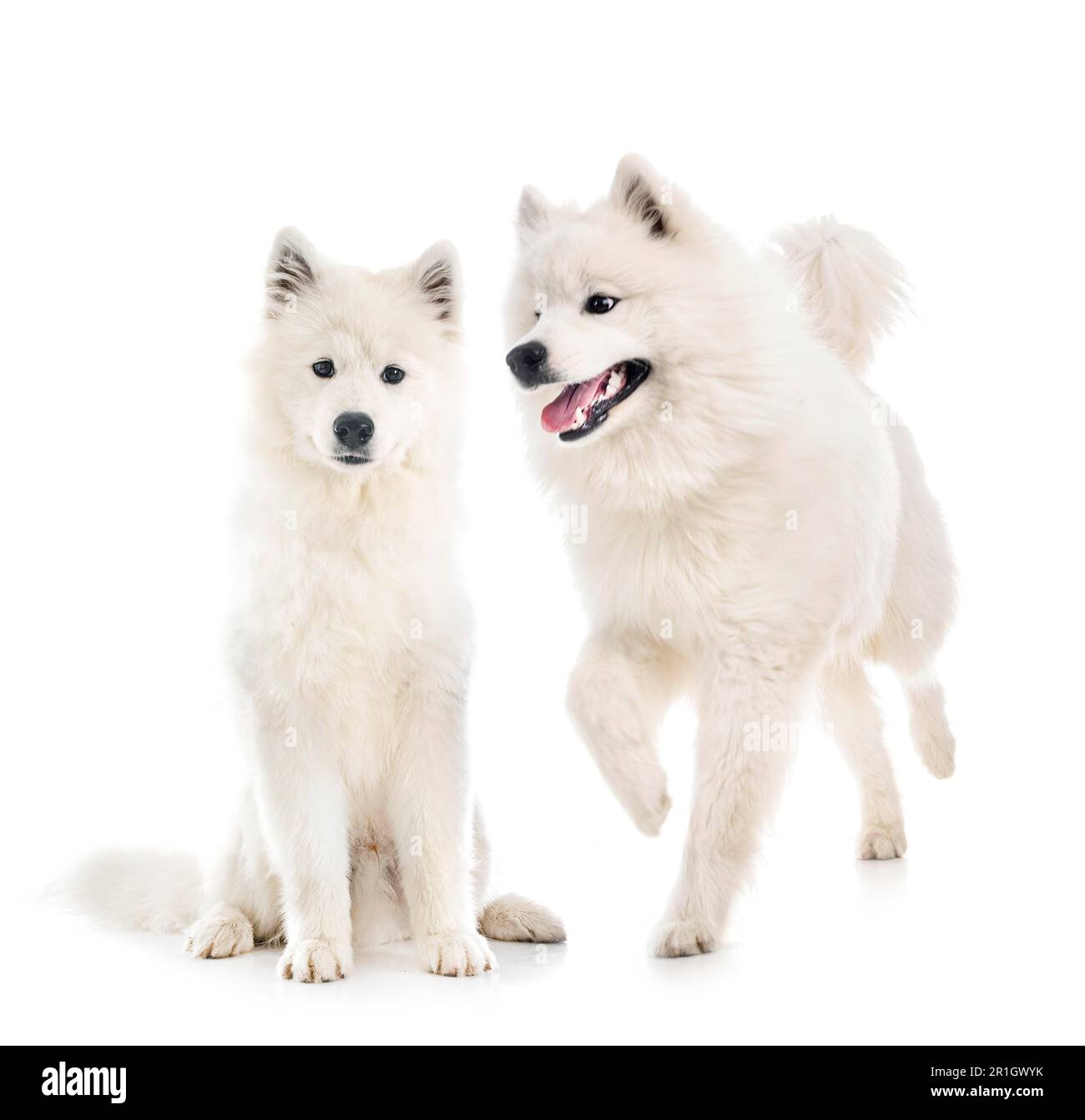 Samoyed Size