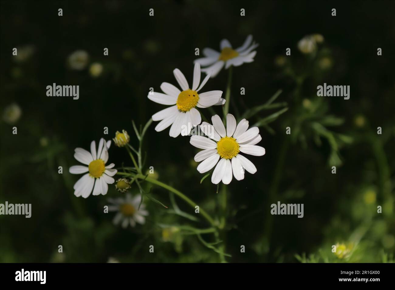 Photo of daisies in the garden hi-res stock photography and images - Alamy