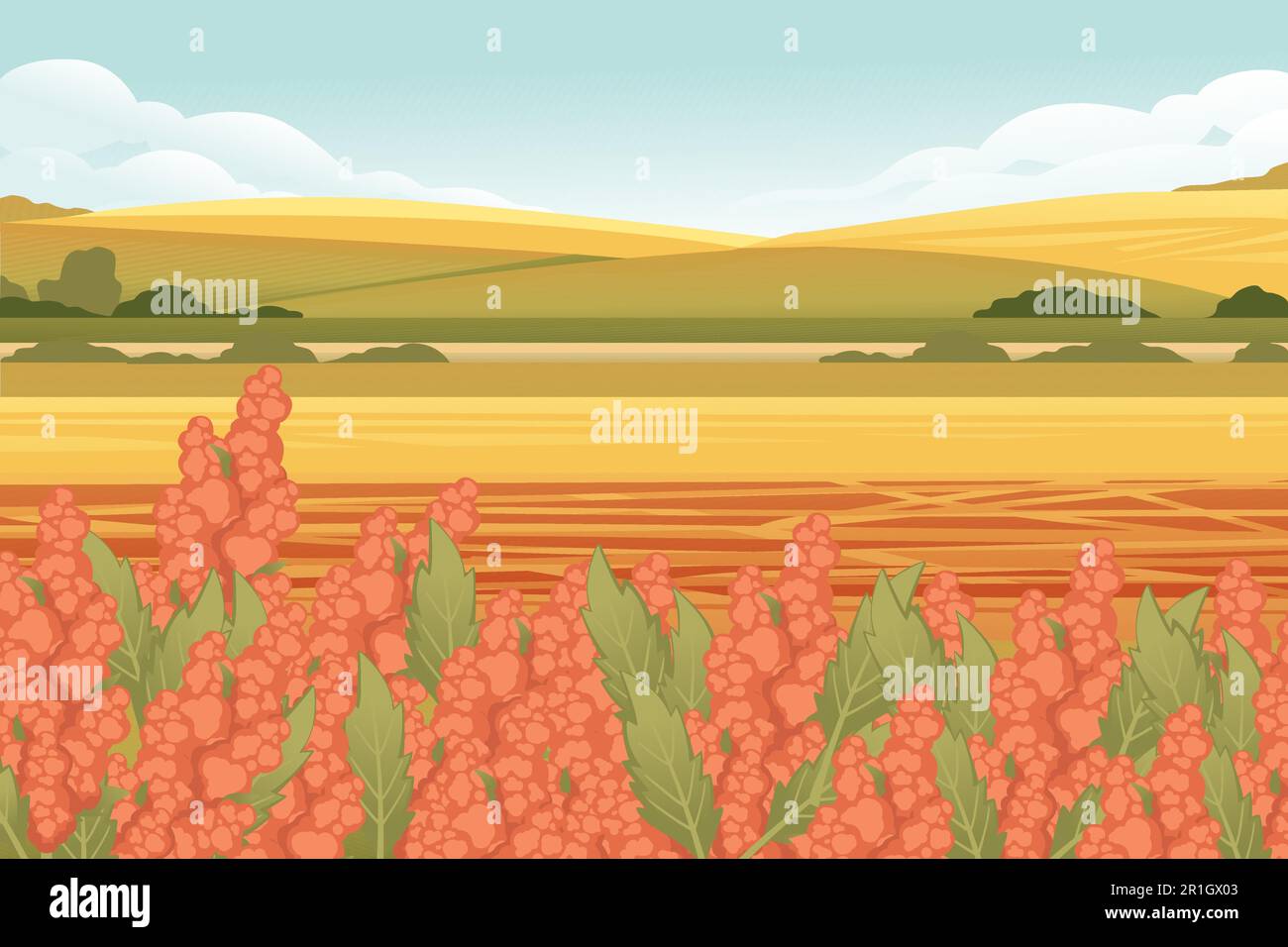 Rural landscape with quinoa flowering plant field cereal crops vector ...