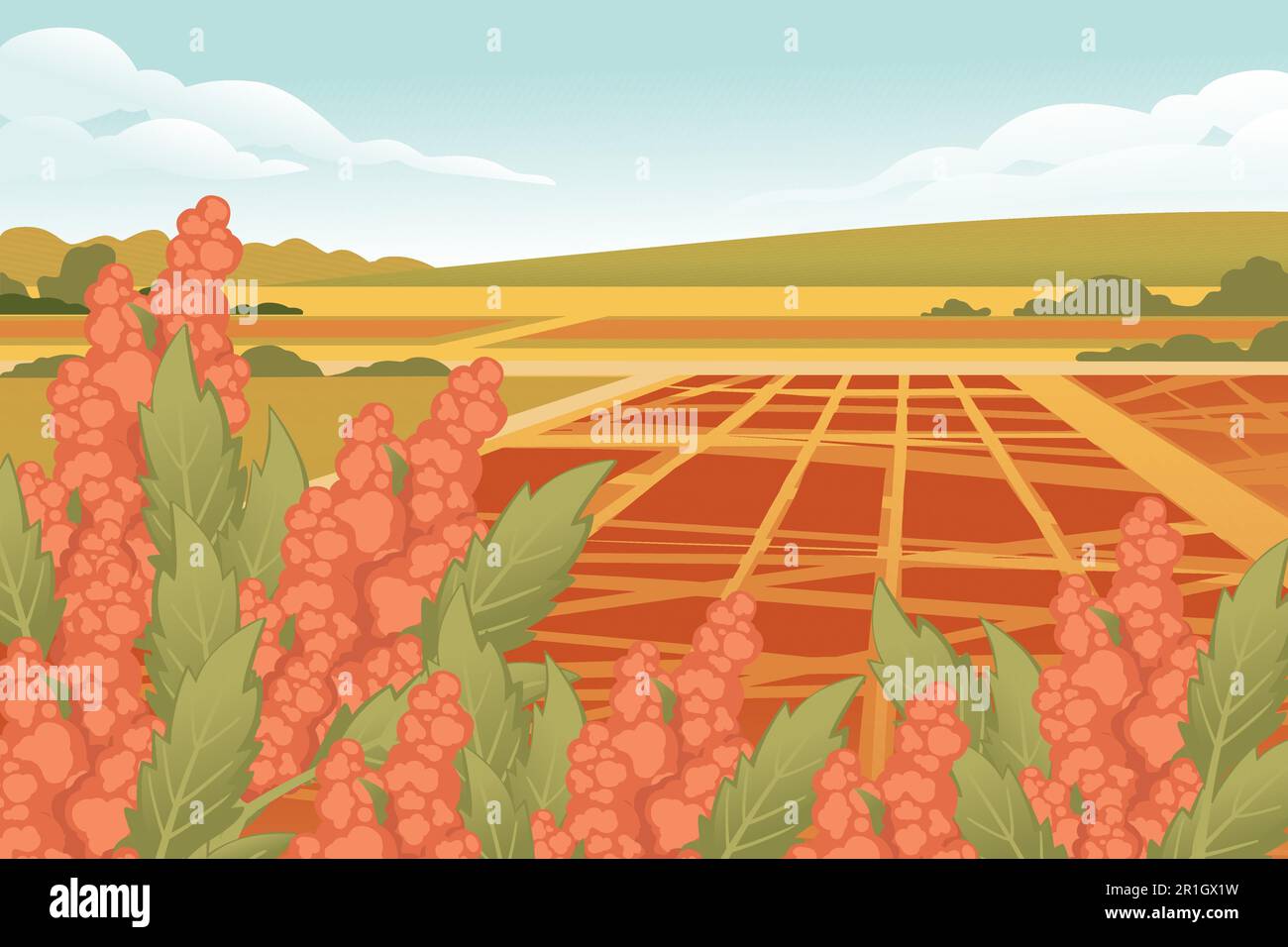 Rural landscape with quinoa flowering plant field cereal crops vector ...