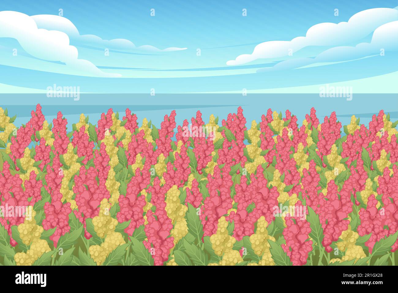 Rural landscape with quinoa flowering plant field cereal crops vector ...