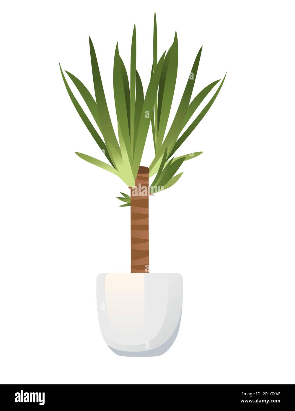 Yucca Houseplant In White Ceramic Pot Vector Illustration Isolated On