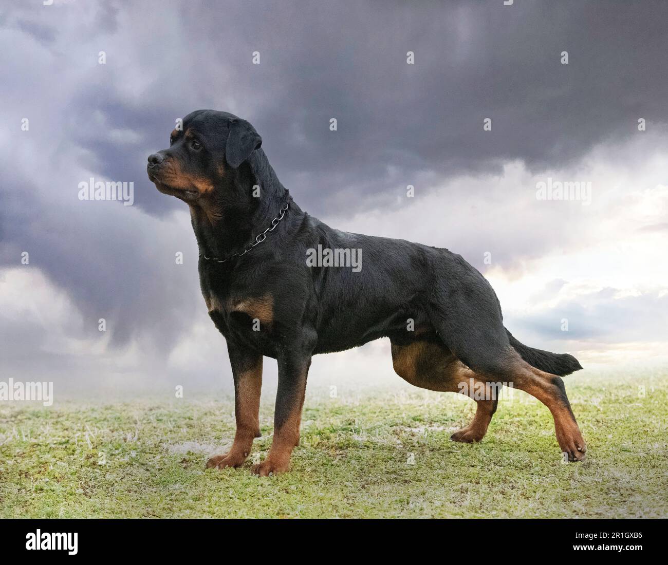 puppy rottweiler running in the nature in summer Stock Photo - Alamy