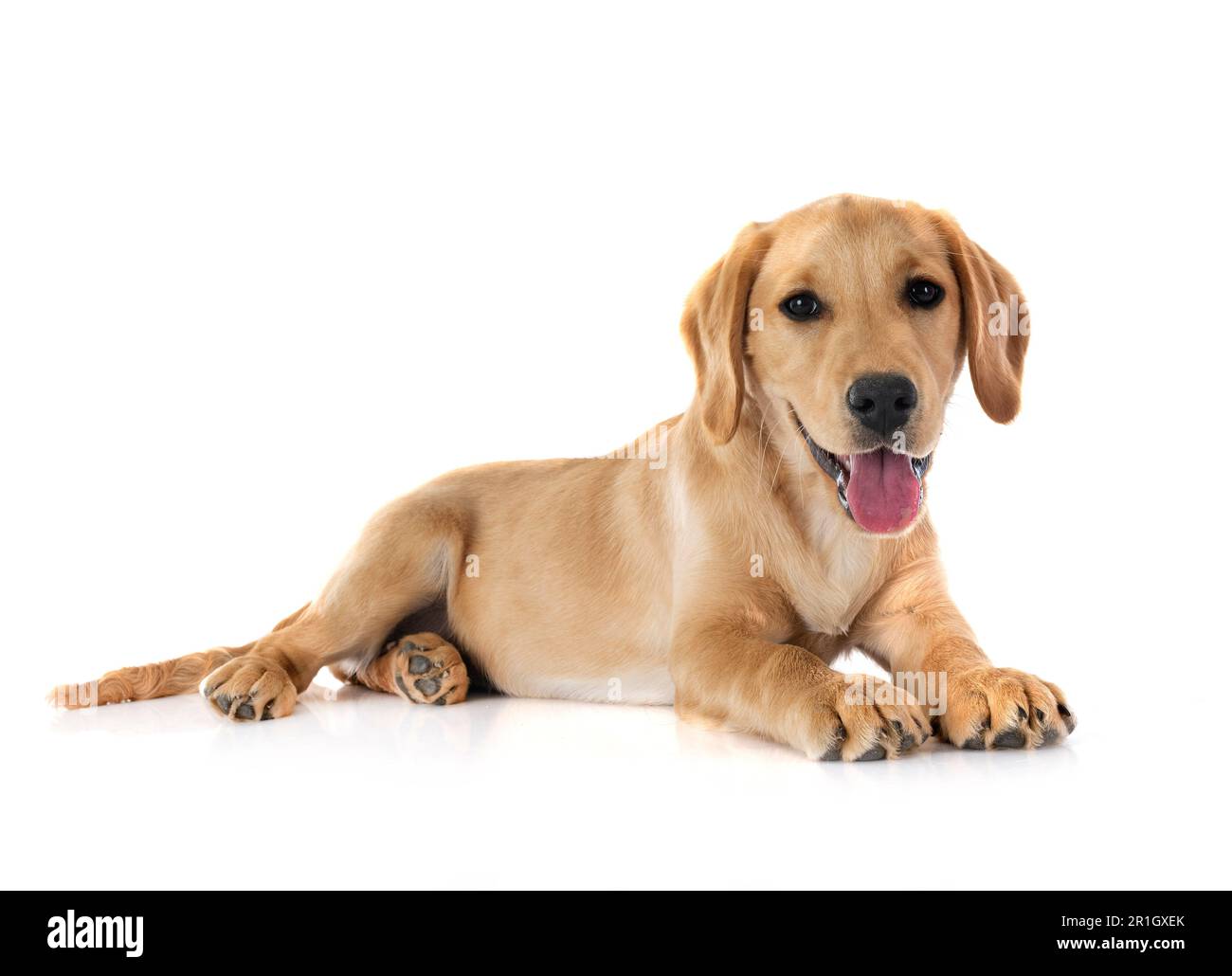 puppy labrador retriever in front of white background Stock Photo - Alamy