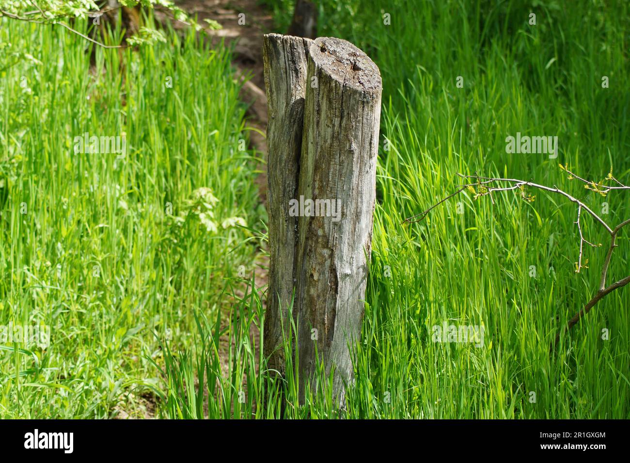 Old stump of tree in the field hi-res stock photography and images - Alamy