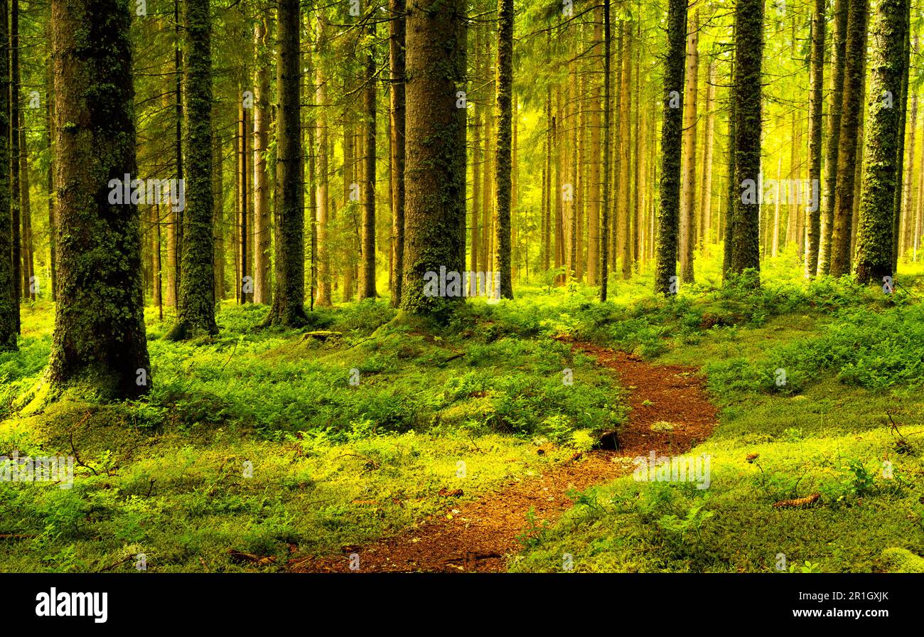 Landscape in the Black Forest. A path in a beautiful forest with the ...