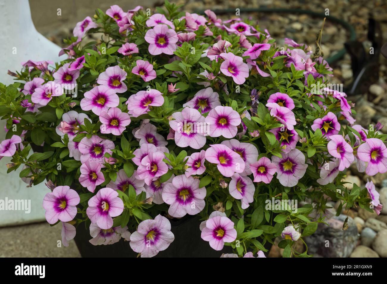 planter full of purple Million Bells blossoms Stock Photo - Alamy