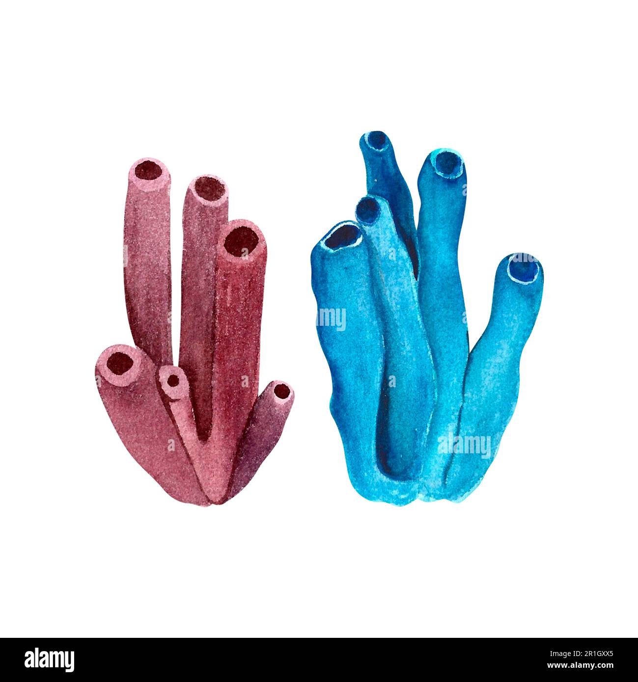 a set of sea reefs painted in watercolor isolated white background hand ...