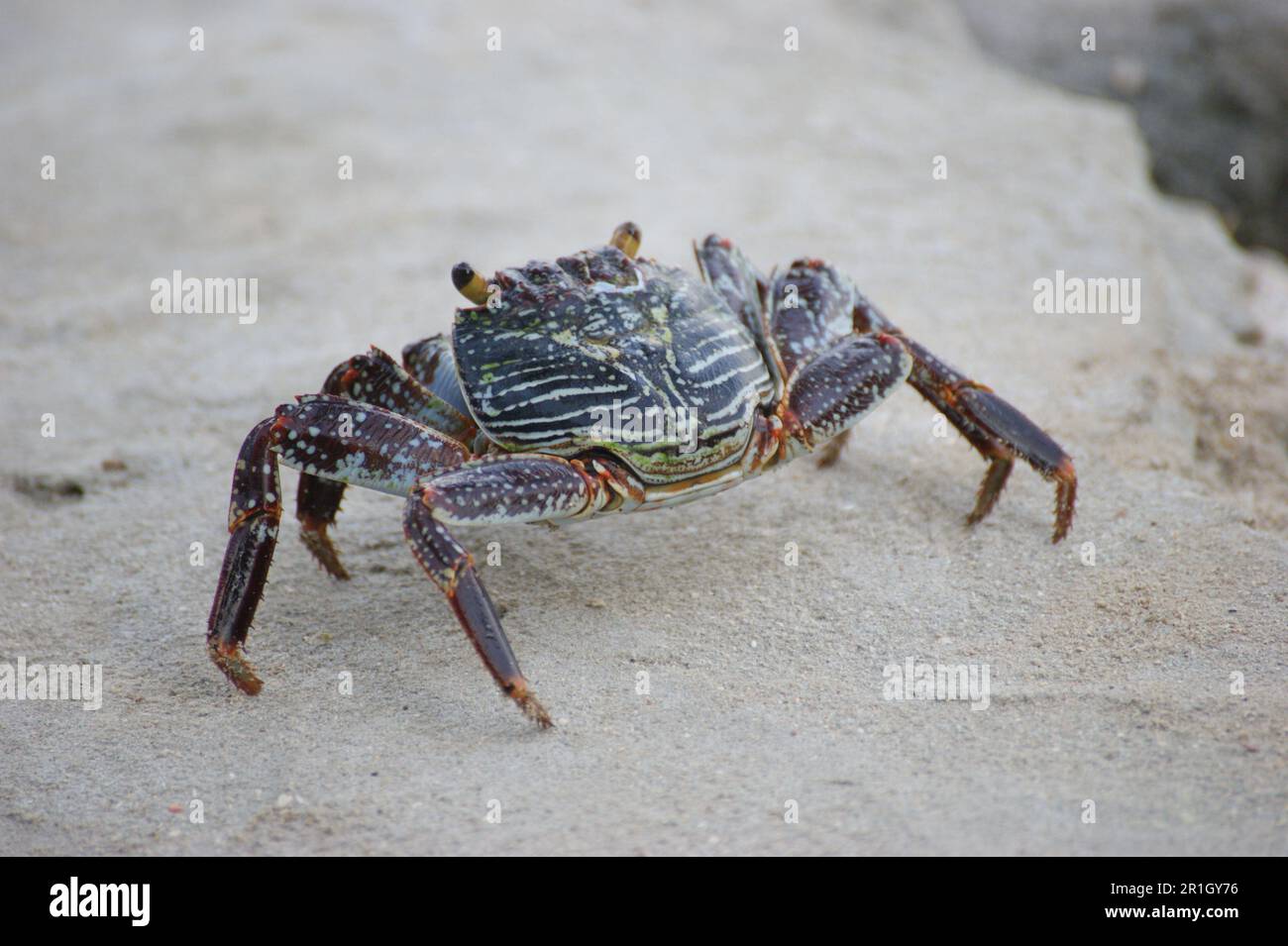 Fish crayfish and crab hi-res stock photography and images - Alamy