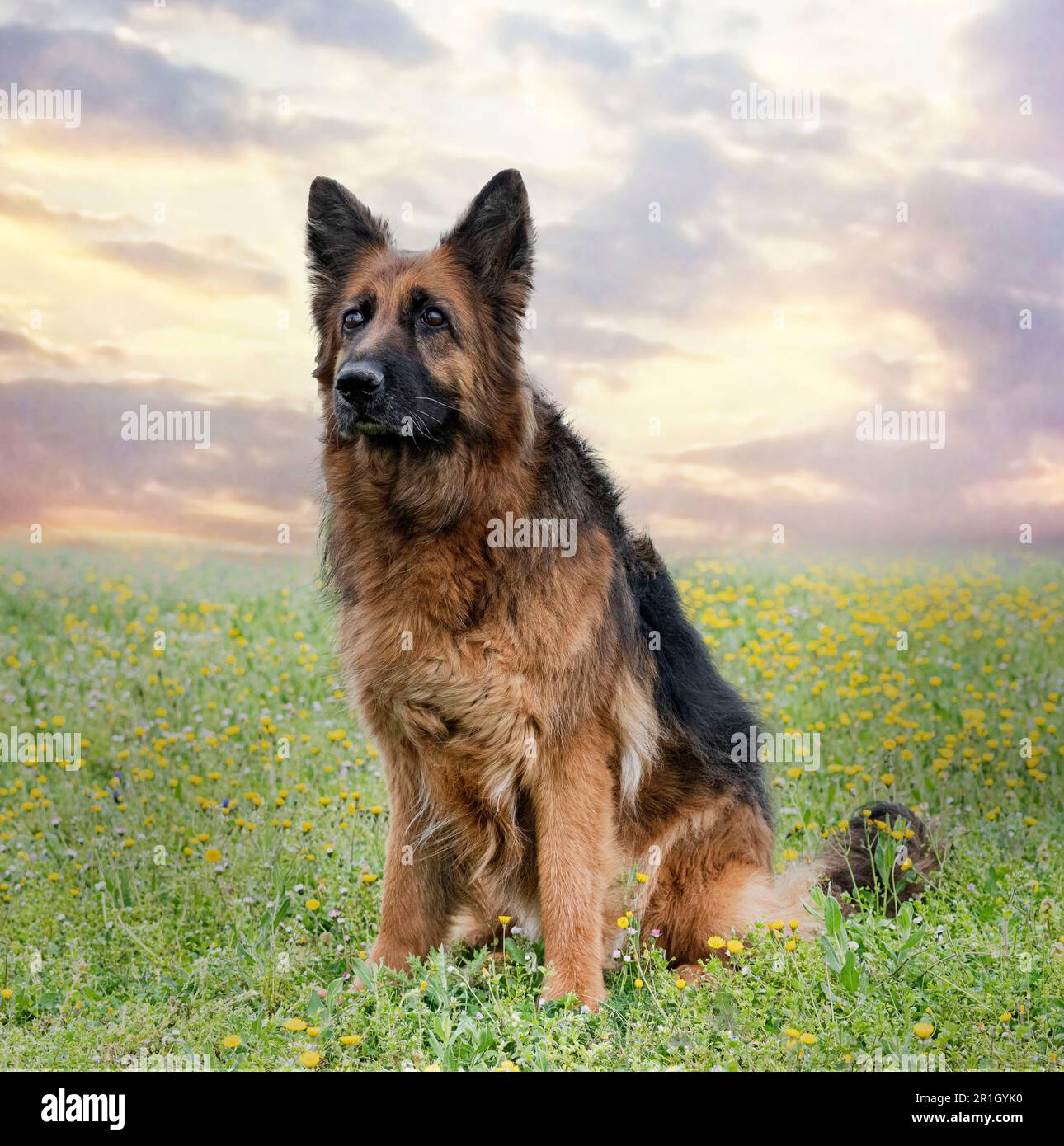old german shepherd training for competition of obedience Stock Photo ...