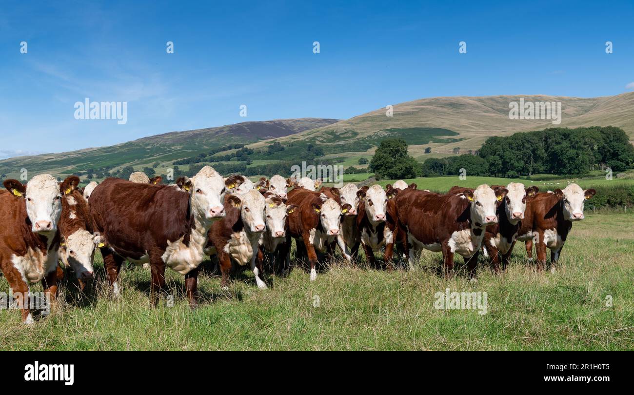 Native british animals hi-res stock photography and images - Alamy