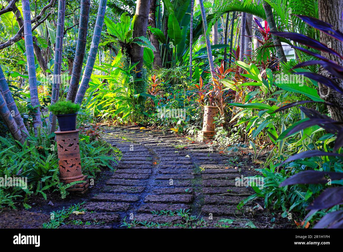 Alley, pedestrian path along the tree in tropical garden Stock Photo ...