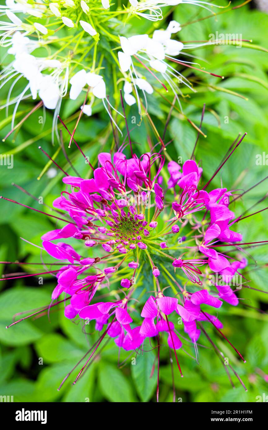 Cleome Hassleriana White