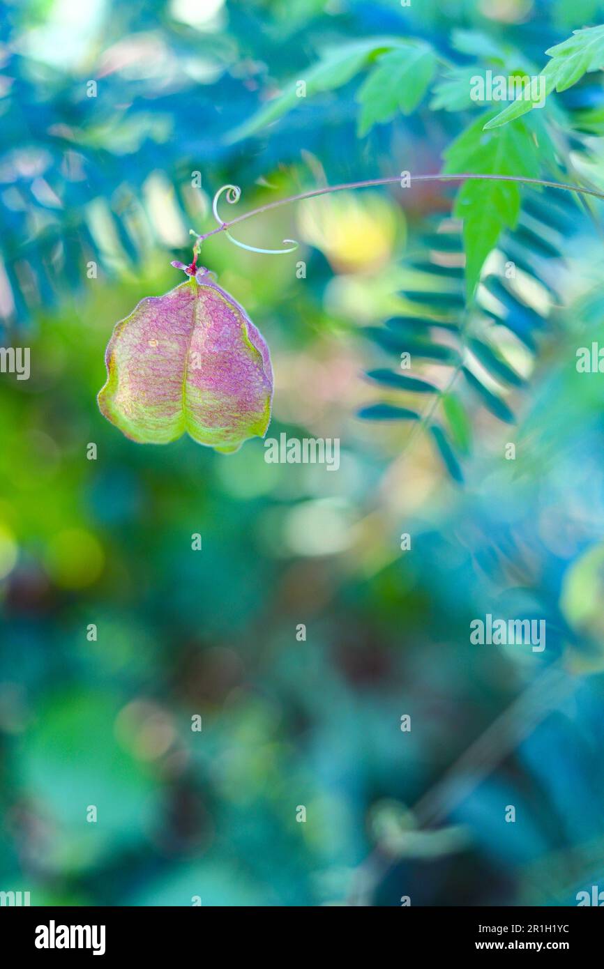 Cardiospermum halicacabum hi-res stock photography and images - Alamy