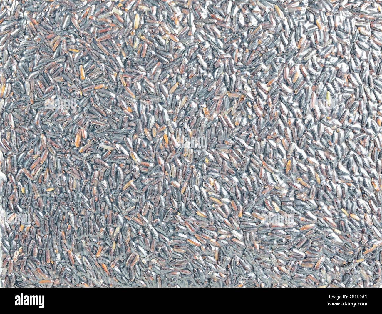 Close up riceberry rice in transparent plastic vacuum sealed bag ...