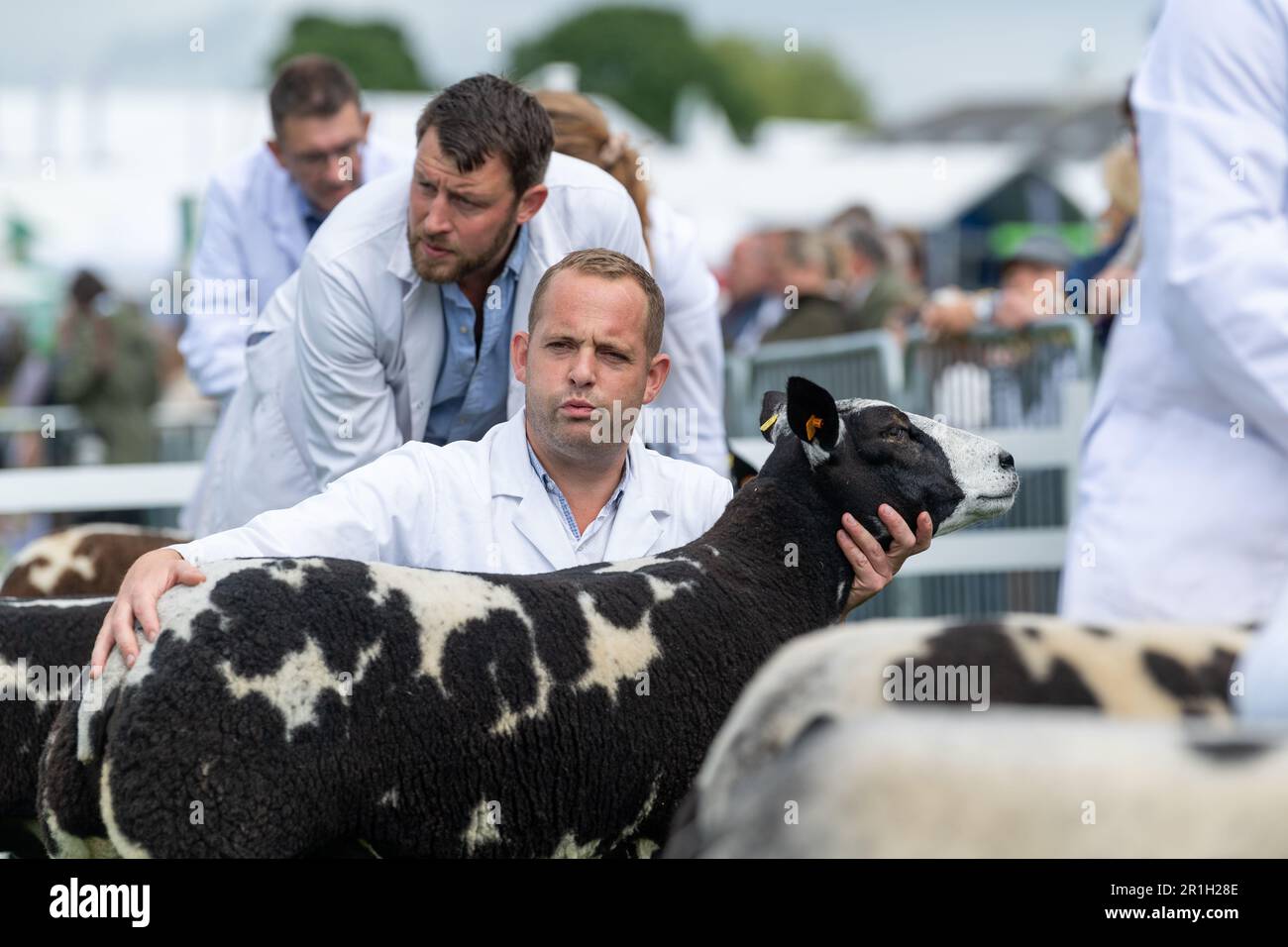 Exhibitors at the Great Yorkshire Show showing their Dutch Spotted ...