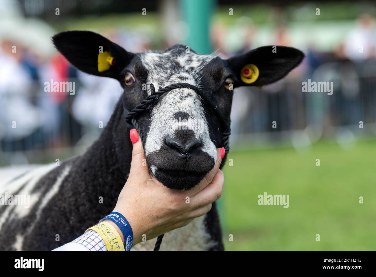 Exhibitors at the Great Yorkshire Show showing their Dutch Spotted ...