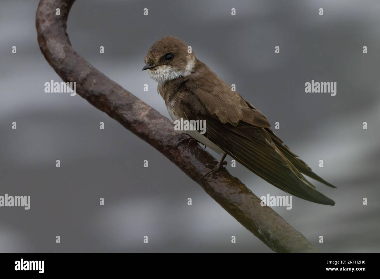 Sandmartin (Riparia riparia) on the banks of the River Tay, Perth ...
