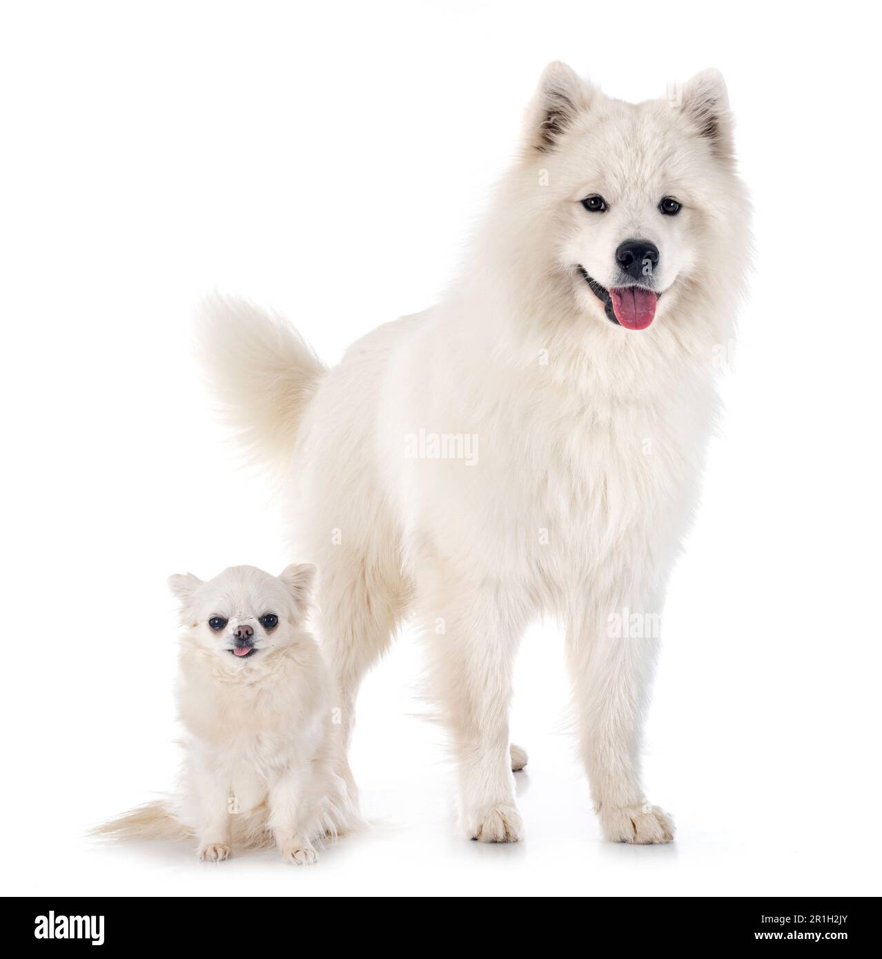 samoyed dog in front of white background Stock Photo - Alamy
