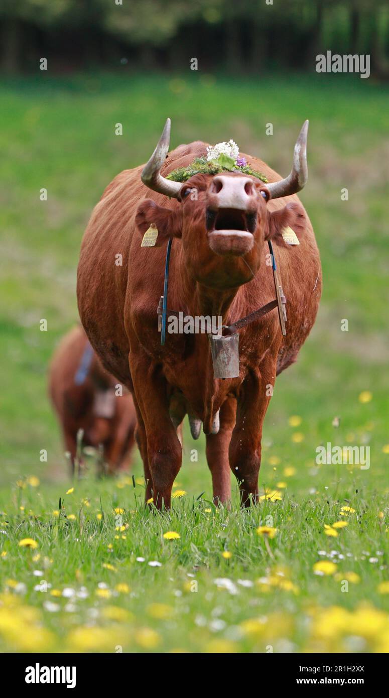 14 May 2023, Saxony-Anhalt, Tanne: A cow of the Harzer Rotes Höhenvieh ...