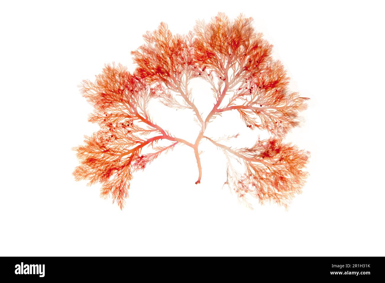Rhodophyta red algae branch isolated on white. Red seaweed Stock Photo ...