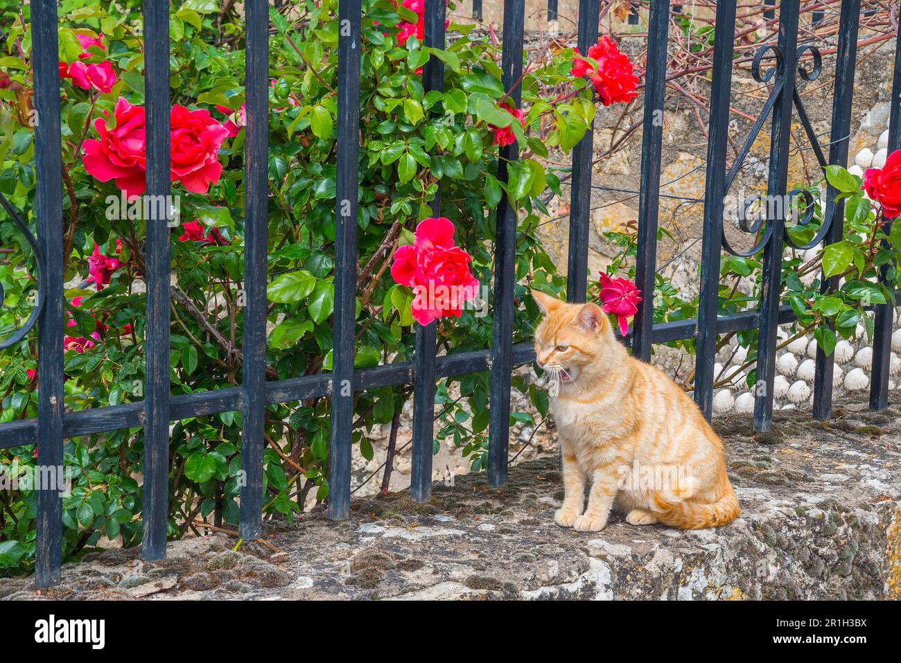 Orange tabby cat in a garden Stock Photo - Alamy