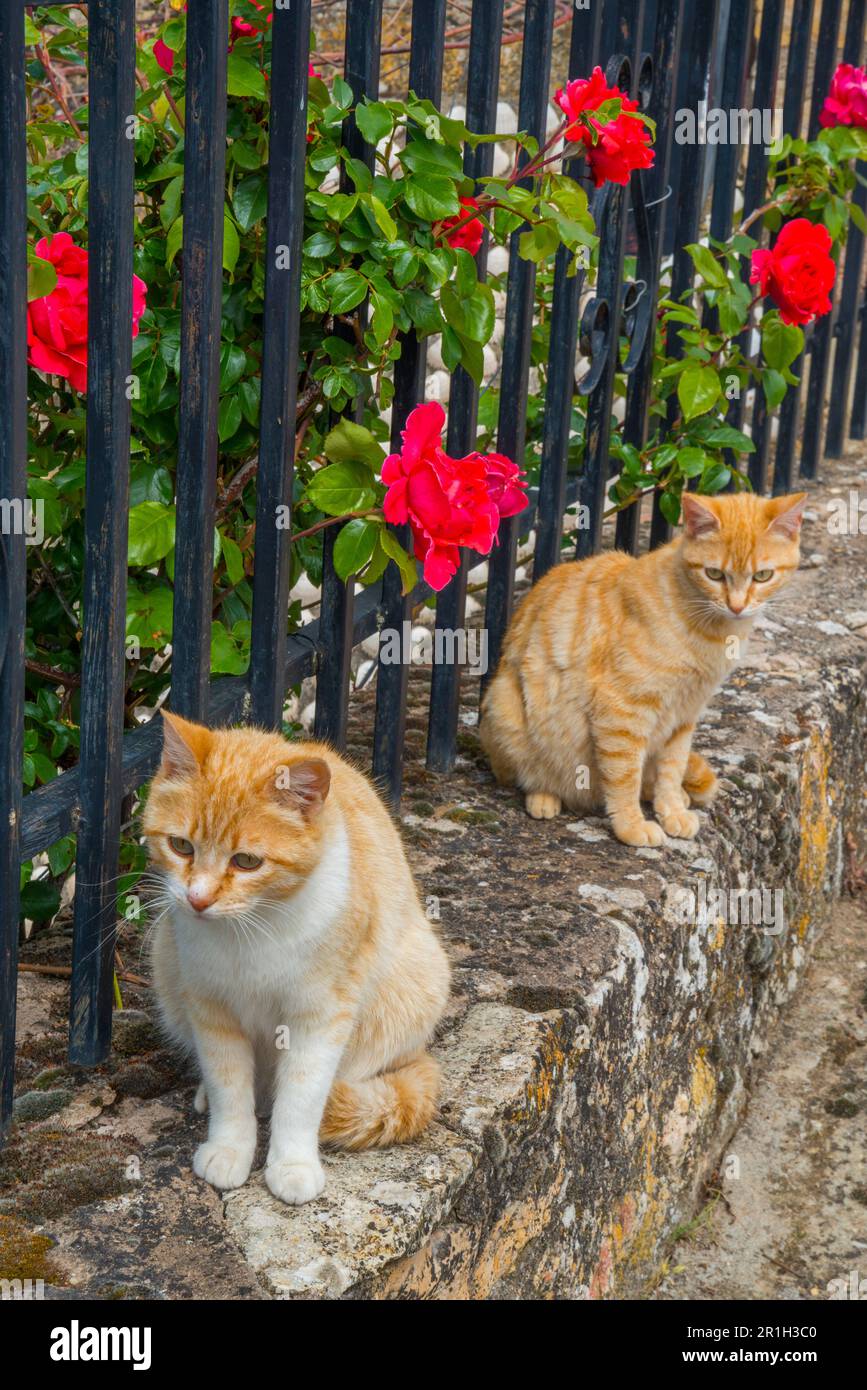 Orange tabby cats in a garden Stock Photo - Alamy