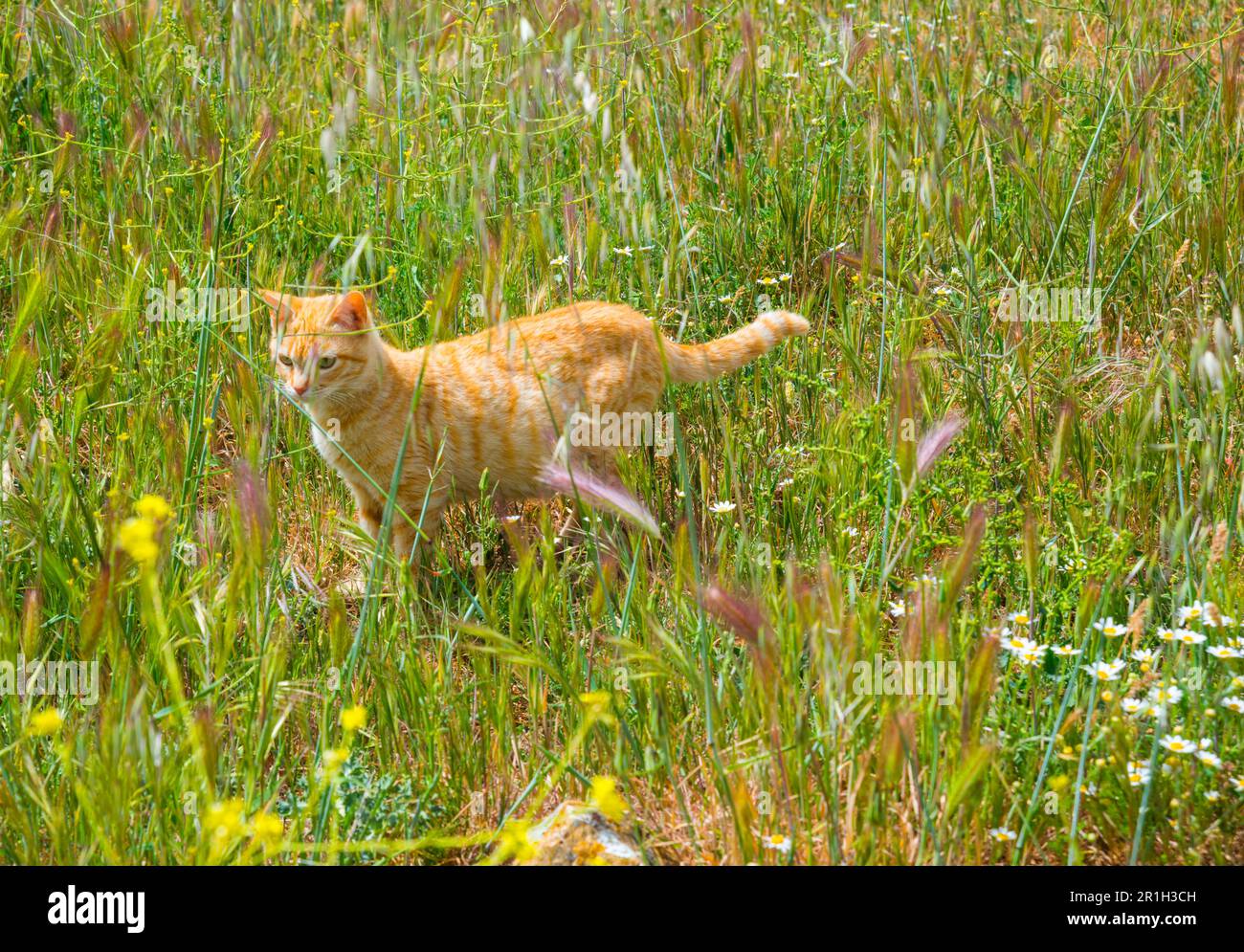 Gato animales felino mascota hi-res stock photography and images - Alamy