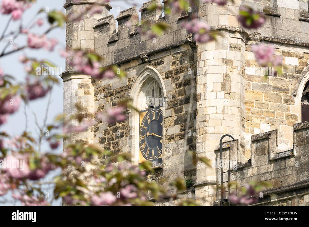 St. Michael's Church with pretty pink Kwanzan cherry blossoms in spring ...
