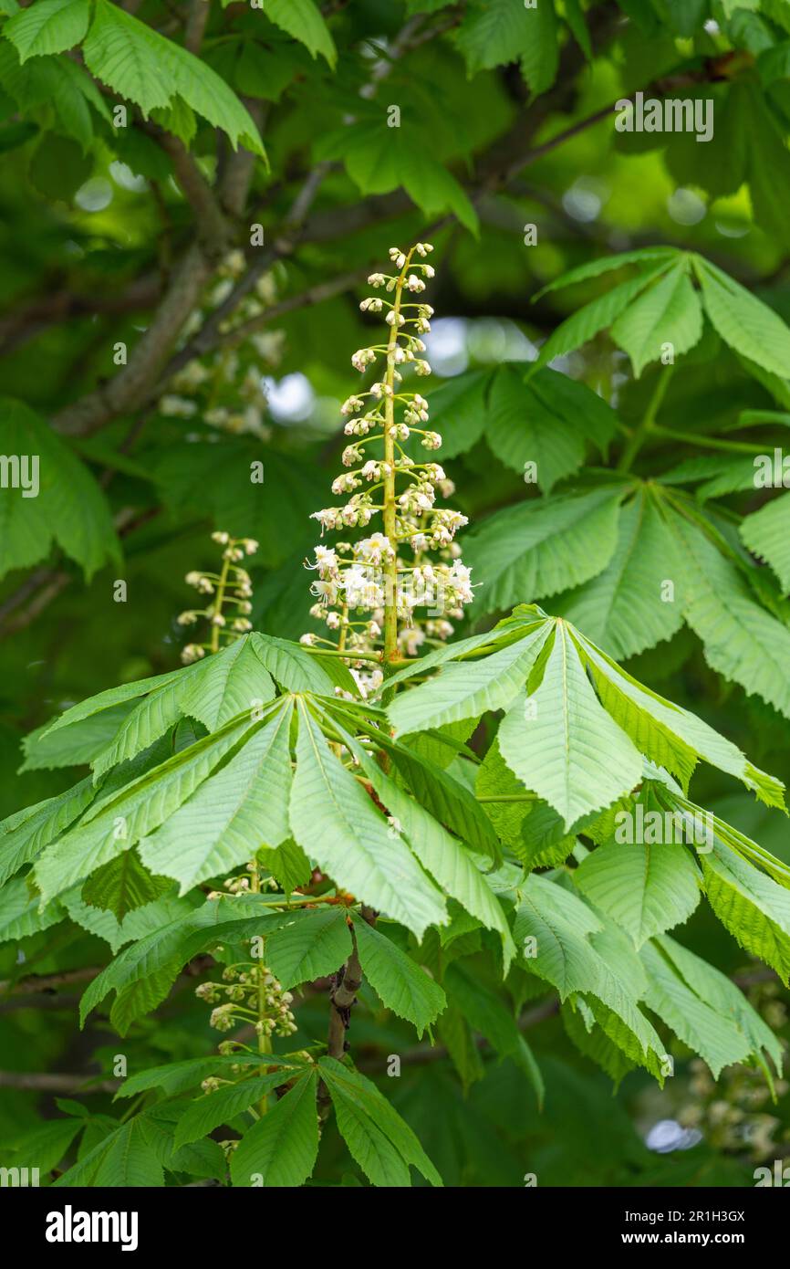 Horse chestnut tree with white flowers blooming in May. Hippocastanum ...