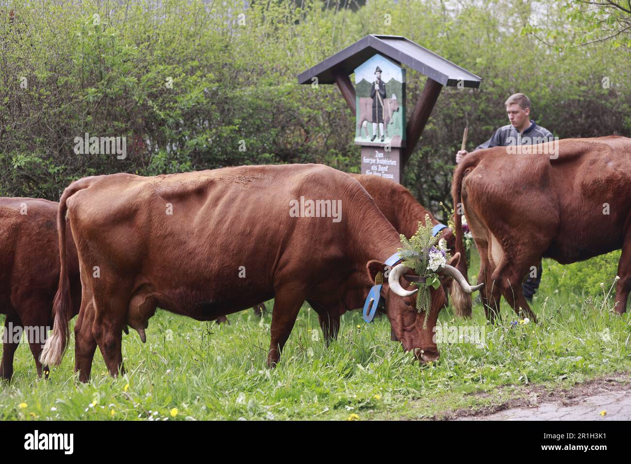 14 May 2023, Saxony-Anhalt, Tanne: Cows of the species Harzer Rotes ...