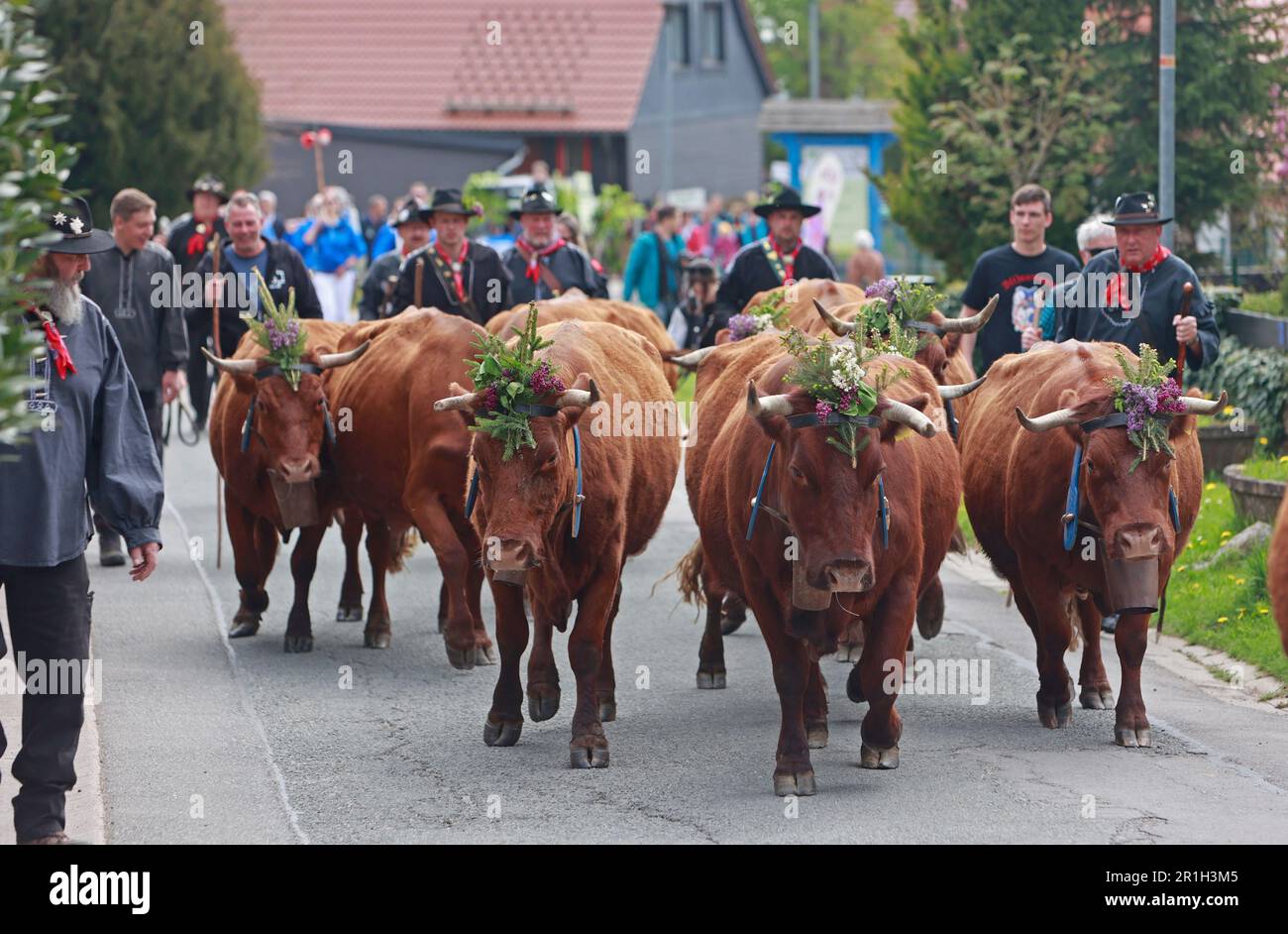 14 May 2023, Saxony-Anhalt, Tanne: Cows of the species Harzer Rotes ...
