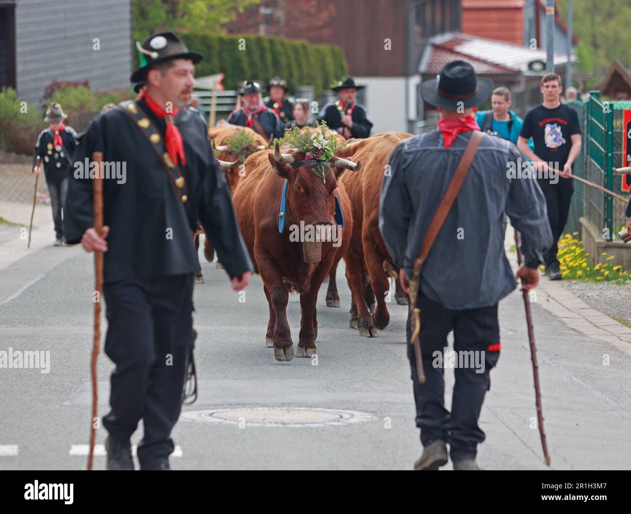 14 May 2023, Saxony-Anhalt, Tanne: Cows of the species Harzer Rotes ...