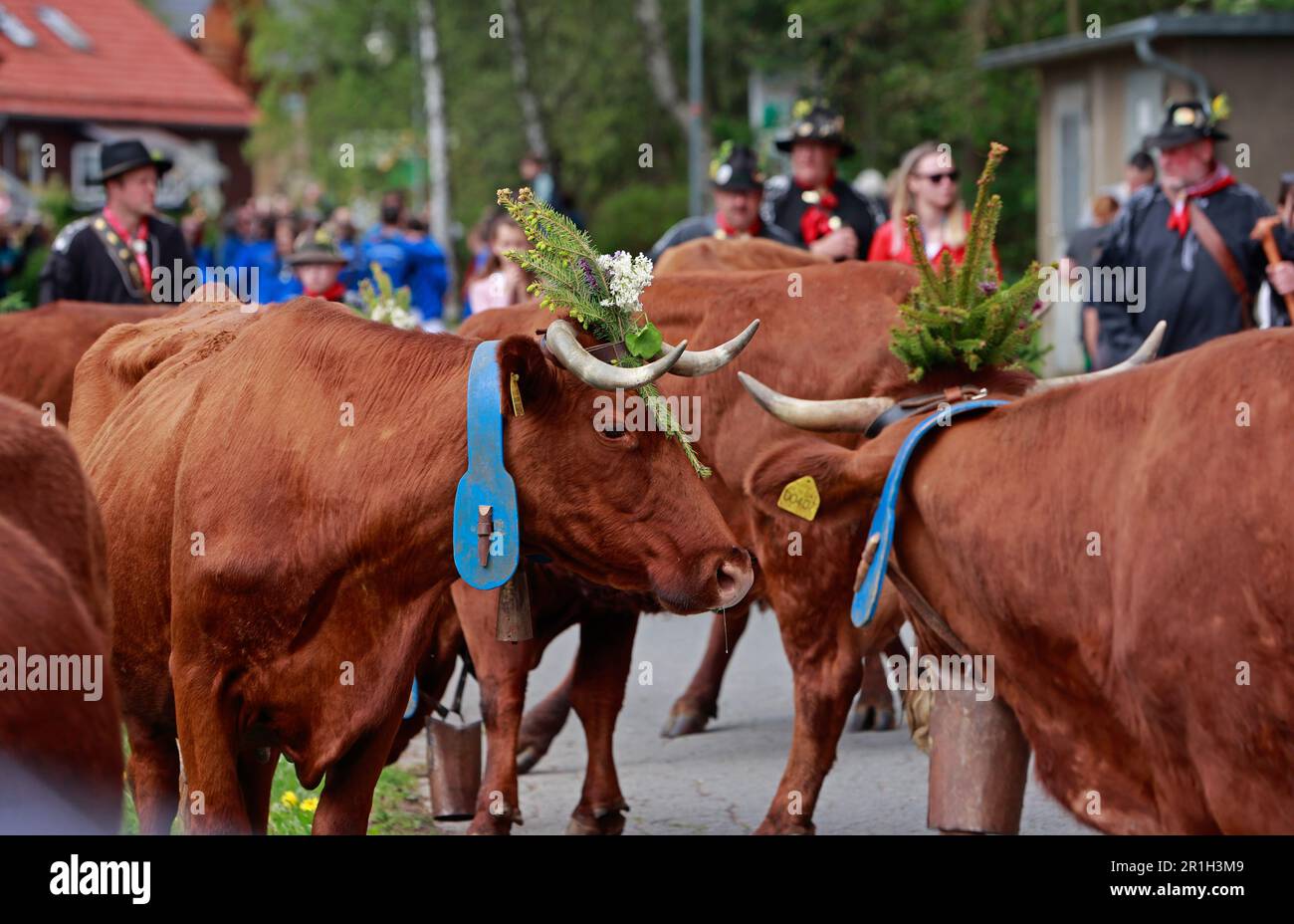 14 May 2023, Saxony-Anhalt, Tanne: Cows of the species Harzer Rotes ...