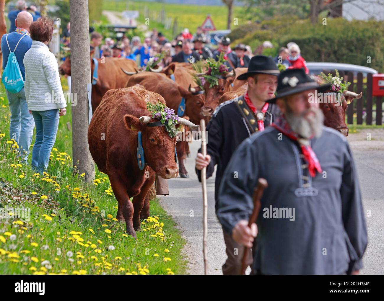 14 May 2023, Saxony-Anhalt, Tanne: Cows of the species Harzer Rotes ...
