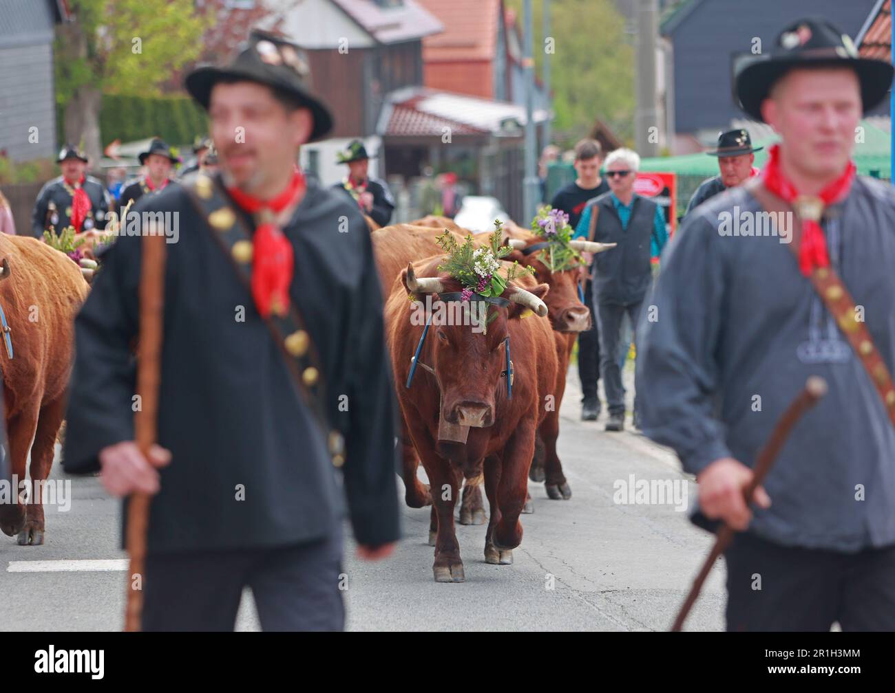 14 May 2023, Saxony-Anhalt, Tanne: Cows of the species Harzer Rotes ...