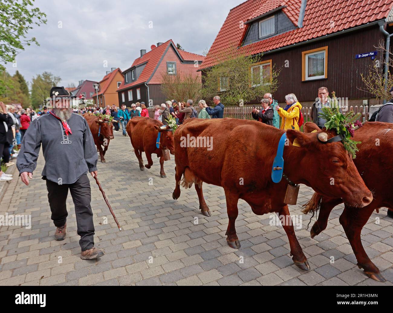 14 May 2023, Saxony-Anhalt, Tanne: Cows of the species Harzer Rotes ...