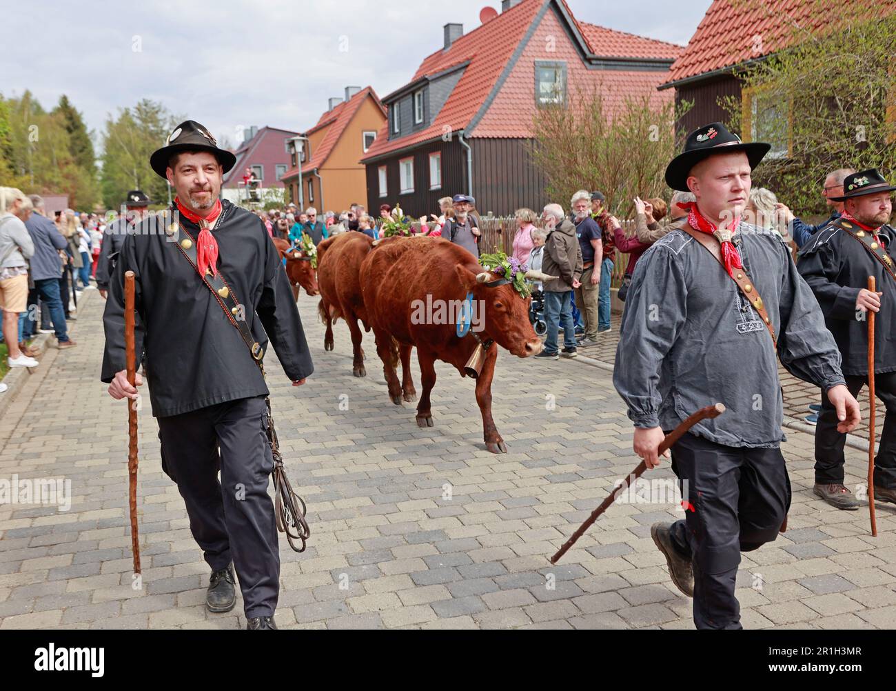 14 May 2023, Saxony-Anhalt, Tanne: Cows of the species Harzer Rotes ...